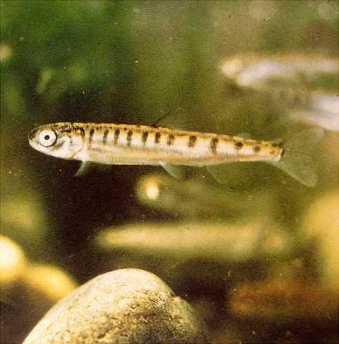 Small Amounts of Water Enable Juvenile Salmon to Survive