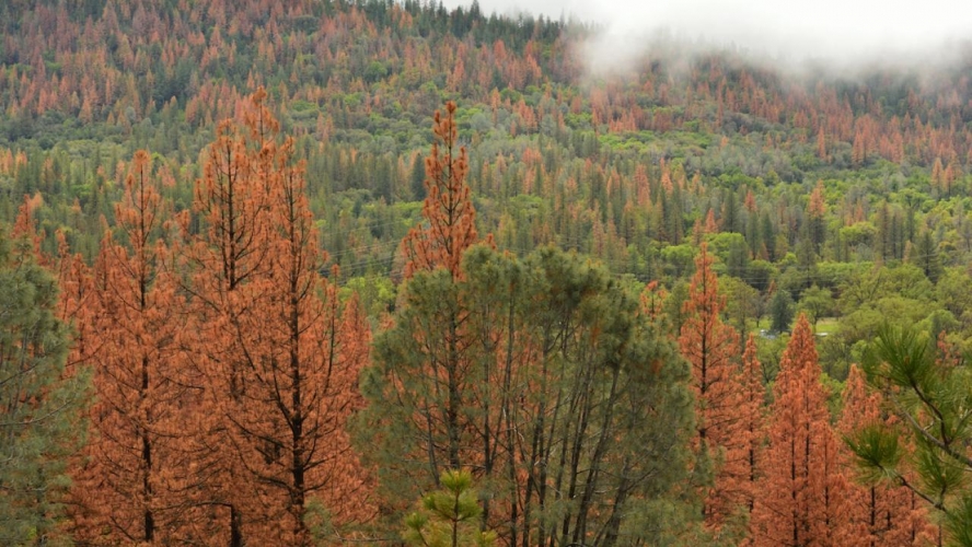 Just What Is a ‘Resilient’ Forest, Anyway?